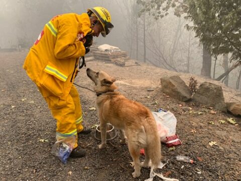 Animal Preparedness | California Governor's Office of Emergency Services